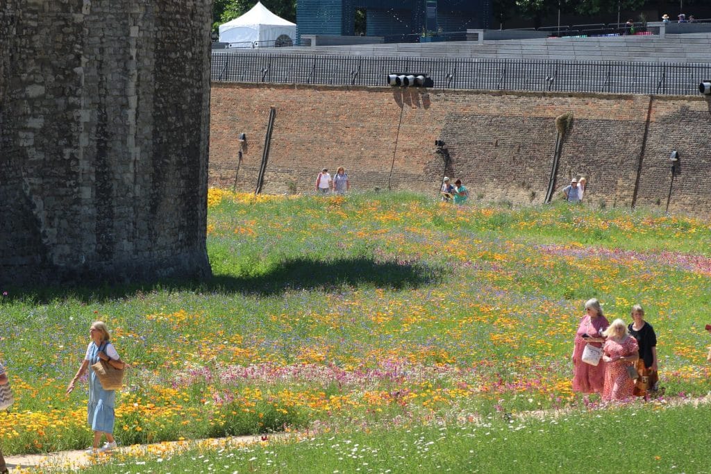 Superbloom at the Tower of London - Experience Studios
